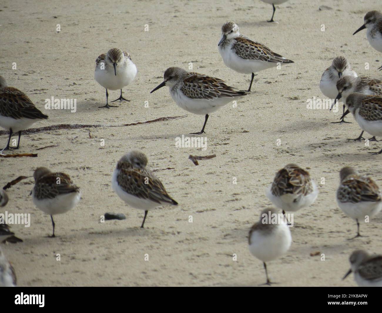 Western Sandpiper (Calidris mauri Stock Photo - Alamy