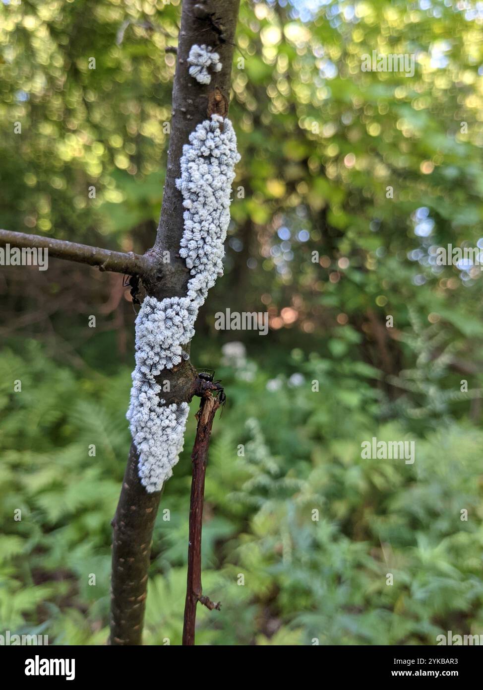 Woolly Alder Aphid (Prociphilus tessellatus Stock Photo - Alamy