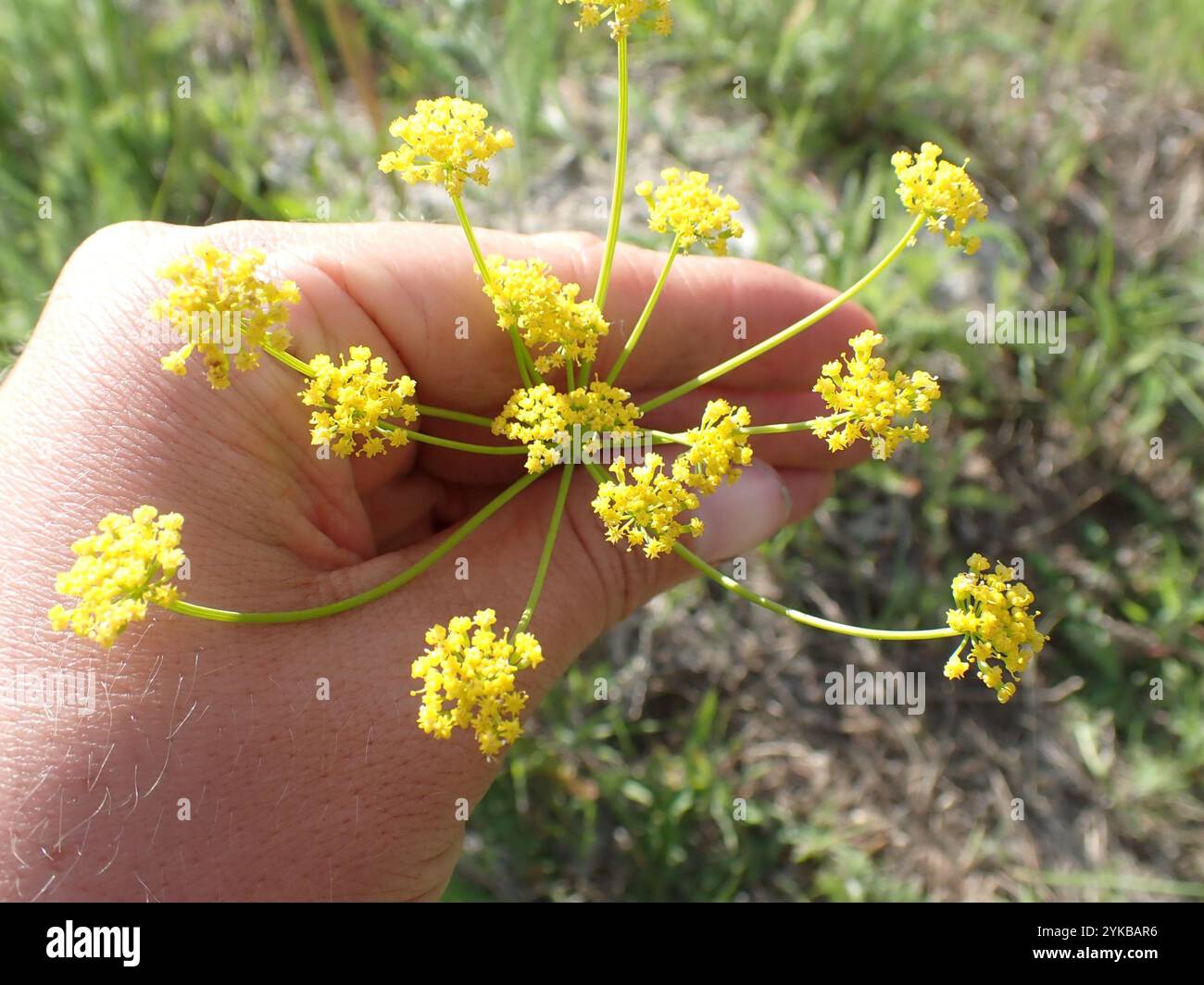 Wyeth Biscuitroot (Lomatium ambiguum Stock Photo - Alamy
