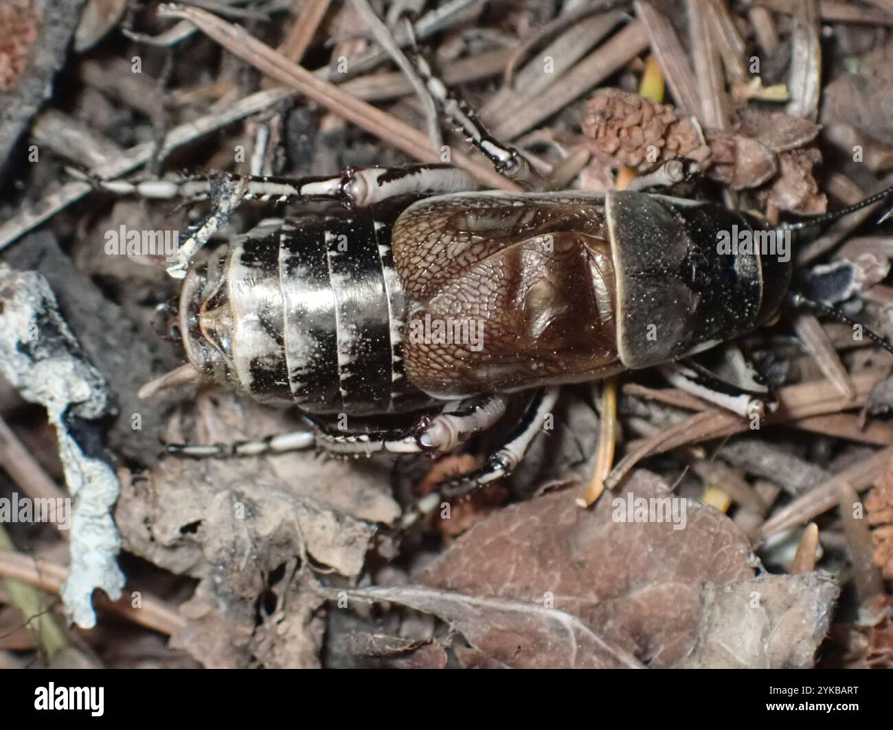 Great Grig (Cyphoderris monstrosa Stock Photo - Alamy