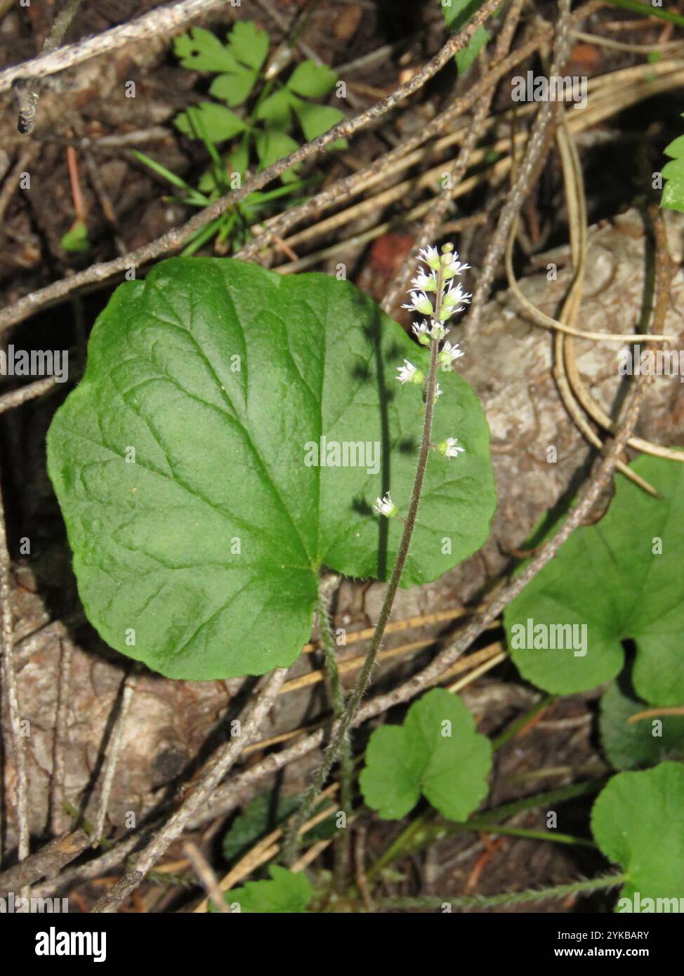 Three-toothed Mitrewort (Ozomelis trifida Stock Photo - Alamy