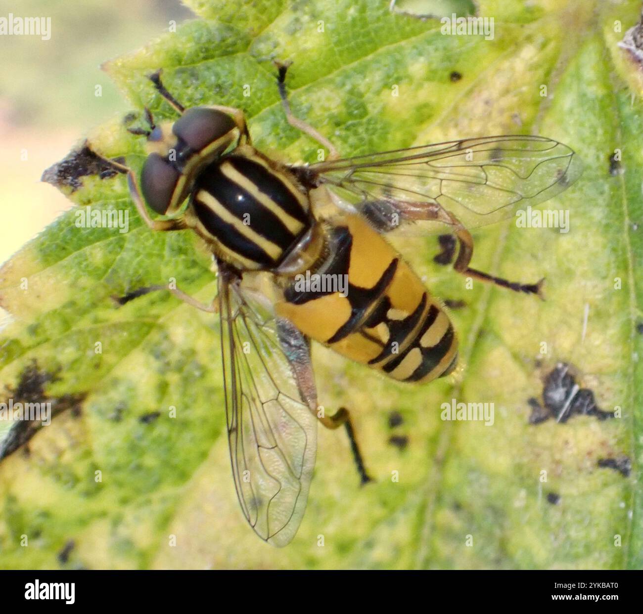 Sun Fly (Helophilus pendulus Stock Photo - Alamy
