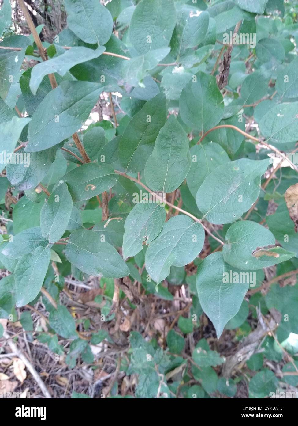 common prickly ash (Zanthoxylum americanum Stock Photo - Alamy
