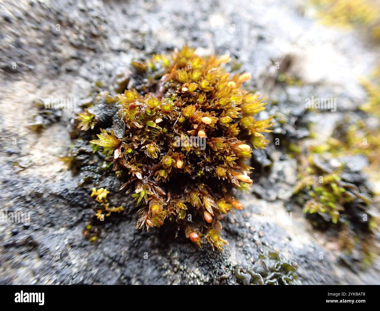 Hooded Bristle-moss (Orthotrichum cupulatum Stock Photo - Alamy