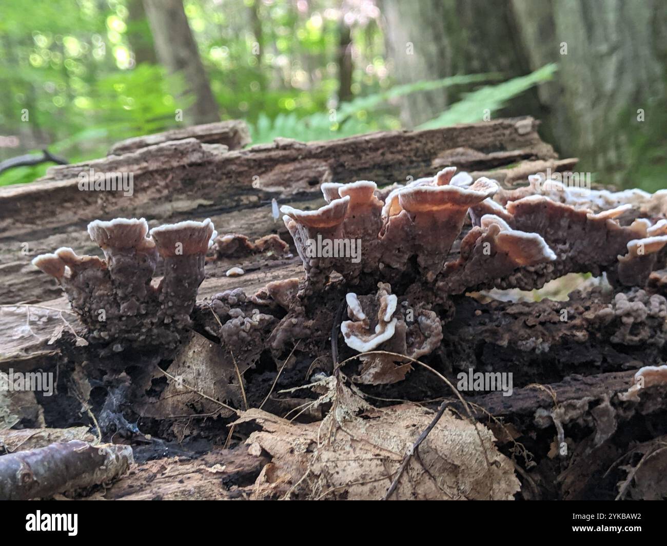 Stereopsis hi-res stock photography and images - Alamy