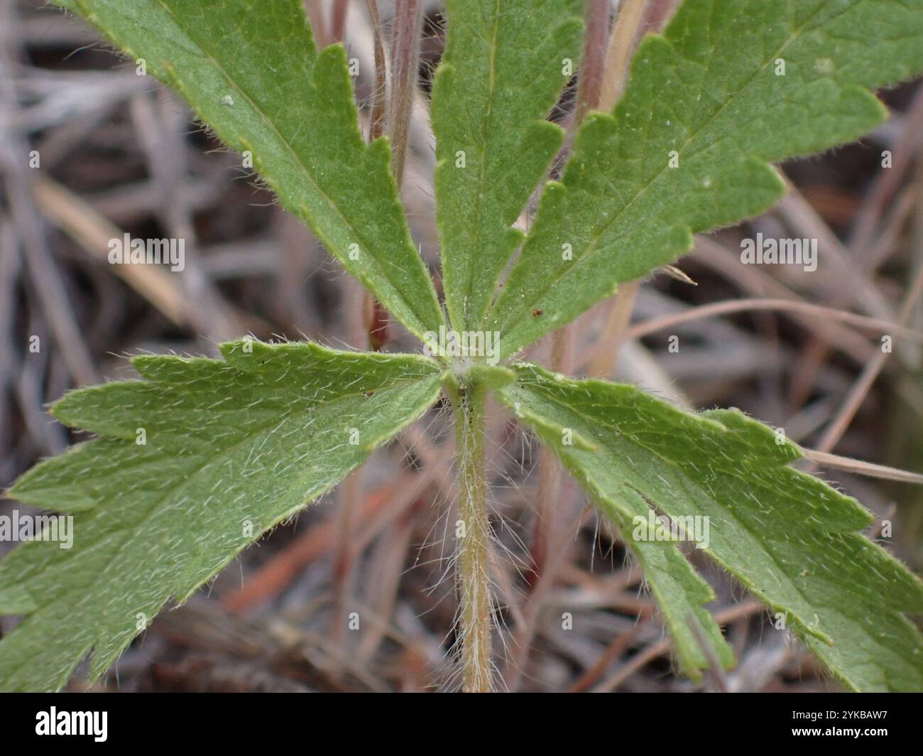 sulphur cinquefoil (Potentilla recta Stock Photo - Alamy