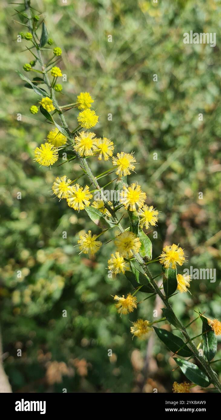Kangaroo thorn (Acacia paradoxa Stock Photo - Alamy