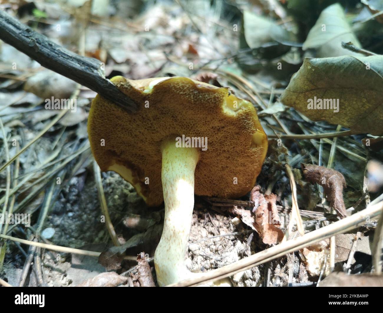 Dotted-stalked Suillus (Suillus granulatus Stock Photo - Alamy
