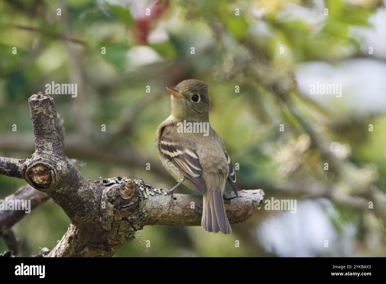 Western Flycatcher (Empidonax difficilis Stock Photo - Alamy