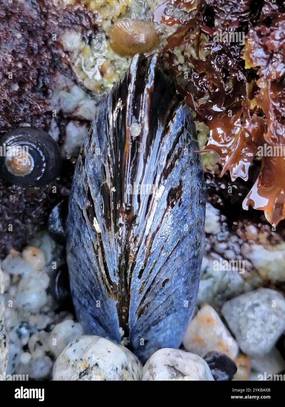California Mussel (Mytilus californianus Stock Photo - Alamy