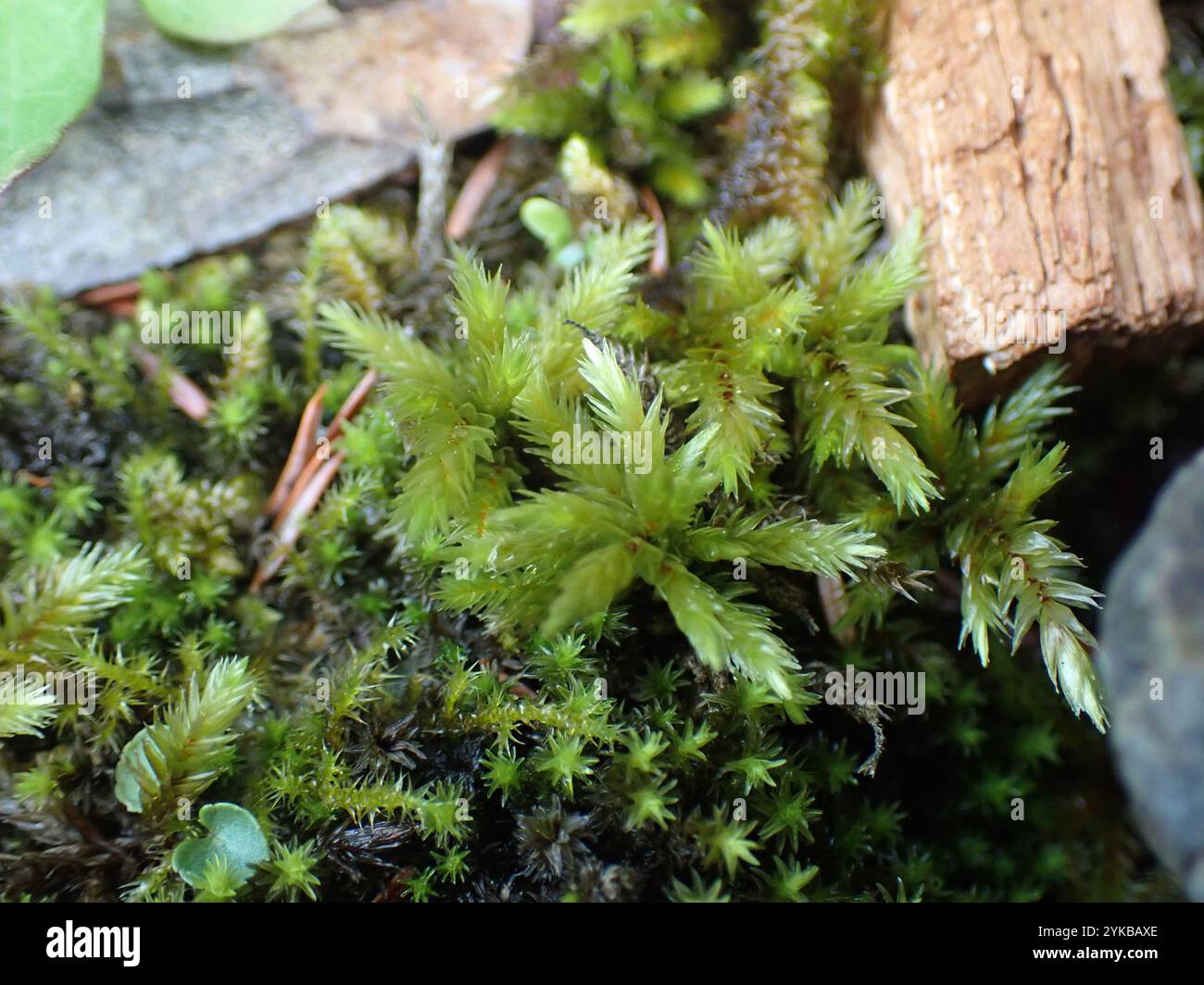 Climacium dendroides climacium dendroides hi-res stock photography and ...