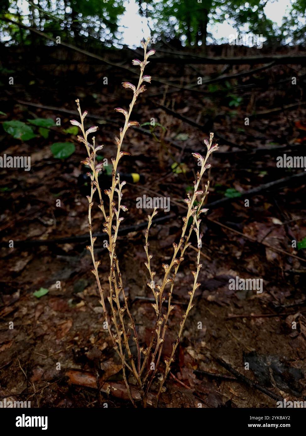Beechdrops (Epifagus virginiana Stock Photo - Alamy