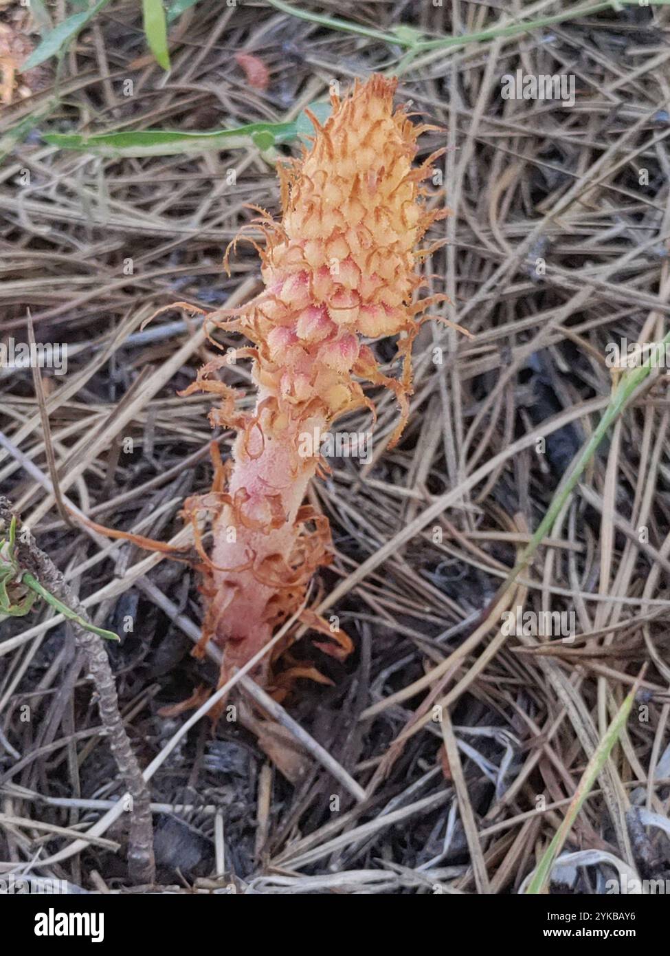 woodland pinedrops (Pterospora andromedea Stock Photo - Alamy