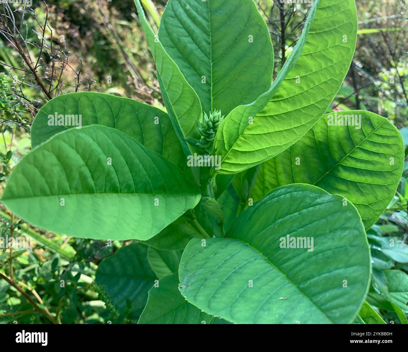 Showy Rattlebox (Crotalaria spectabilis Stock Photo - Alamy