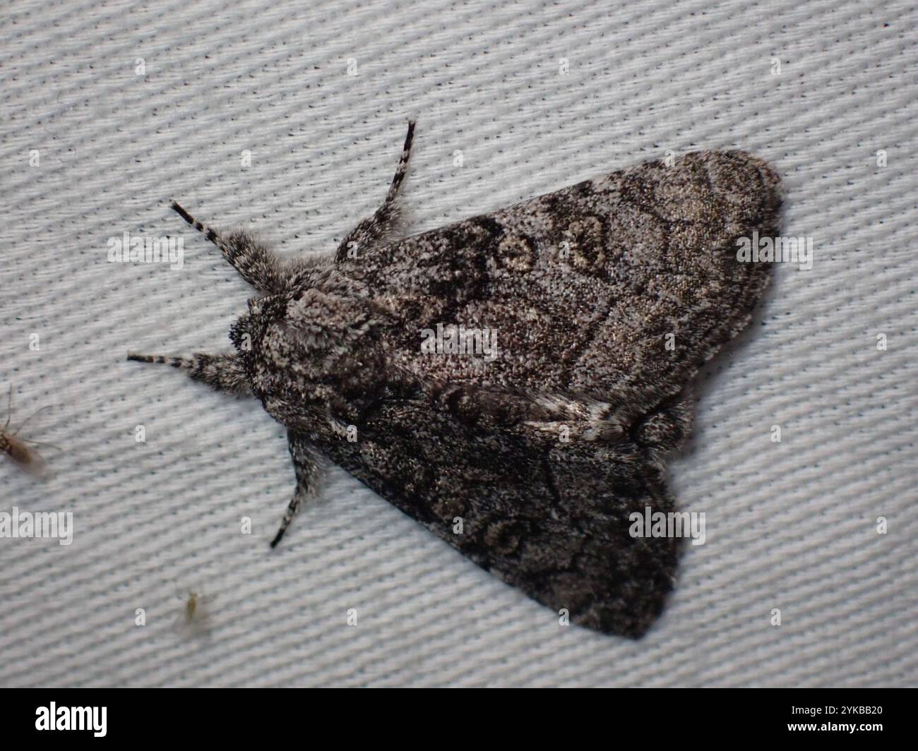 Brother Moth (Raphia frater Stock Photo - Alamy
