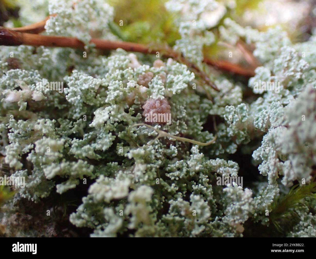 common lichens (Lecanoromycetes Stock Photo - Alamy