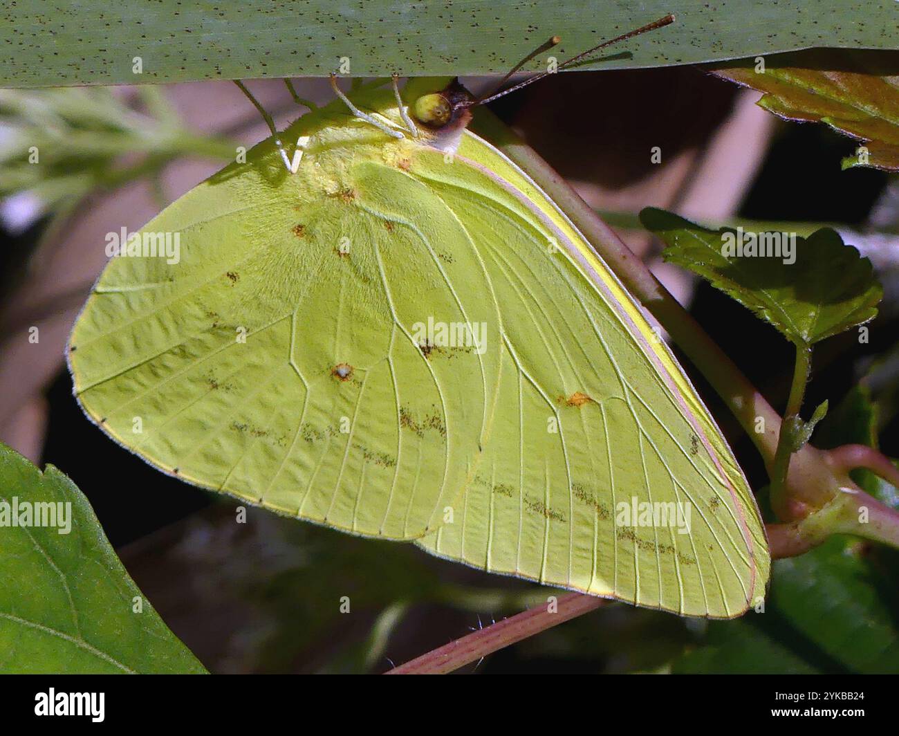 Cloudless Sulphur (Phoebis sennae Stock Photo - Alamy