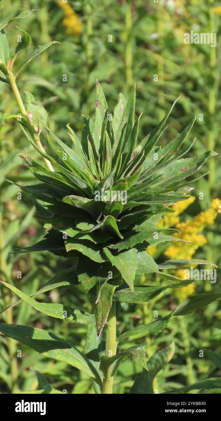 Goldenrod Bunch Gall Midge (Rhopalomyia solidaginis Stock Photo - Alamy
