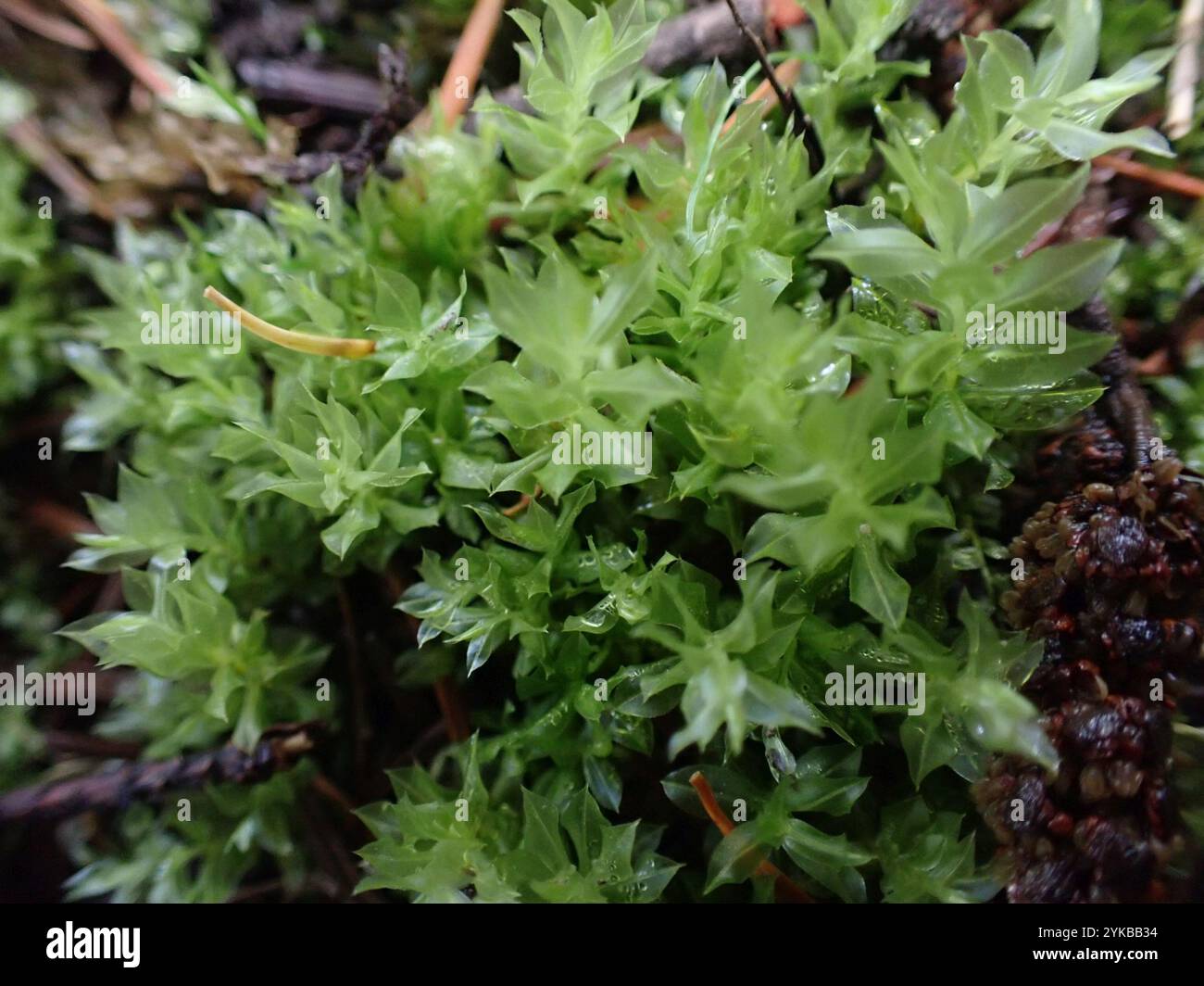 Thyme and Allied Mosses (Plagiomnium Stock Photo - Alamy