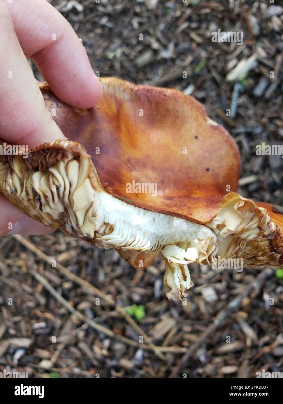 Orange Bile Mushroom (Russula mutabilis Stock Photo - Alamy