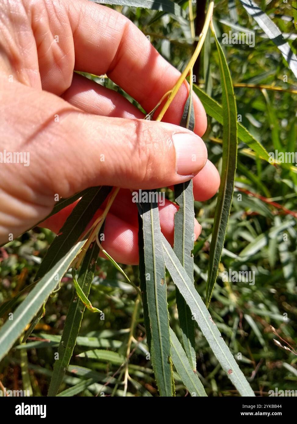 interior sandbar willow (Salix interior Stock Photo - Alamy