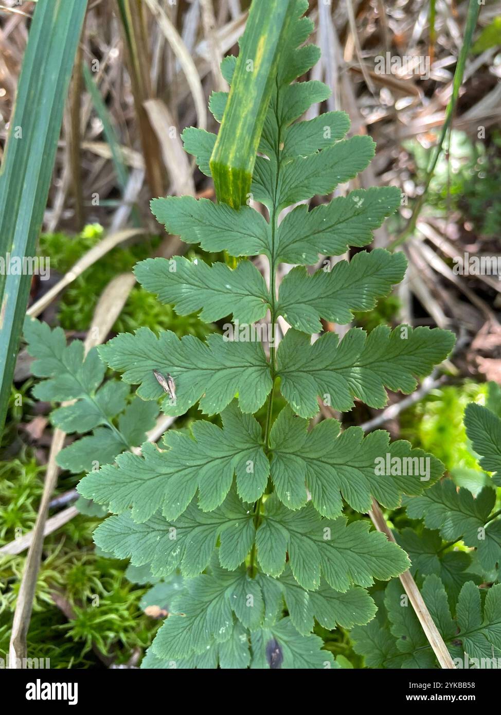 crested wood fern (Dryopteris cristata Stock Photo - Alamy