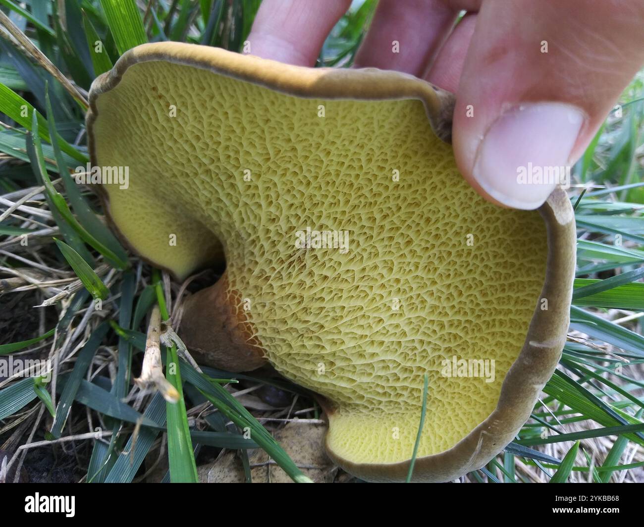ash-tree bolete (Boletinellus merulioides Stock Photo - Alamy