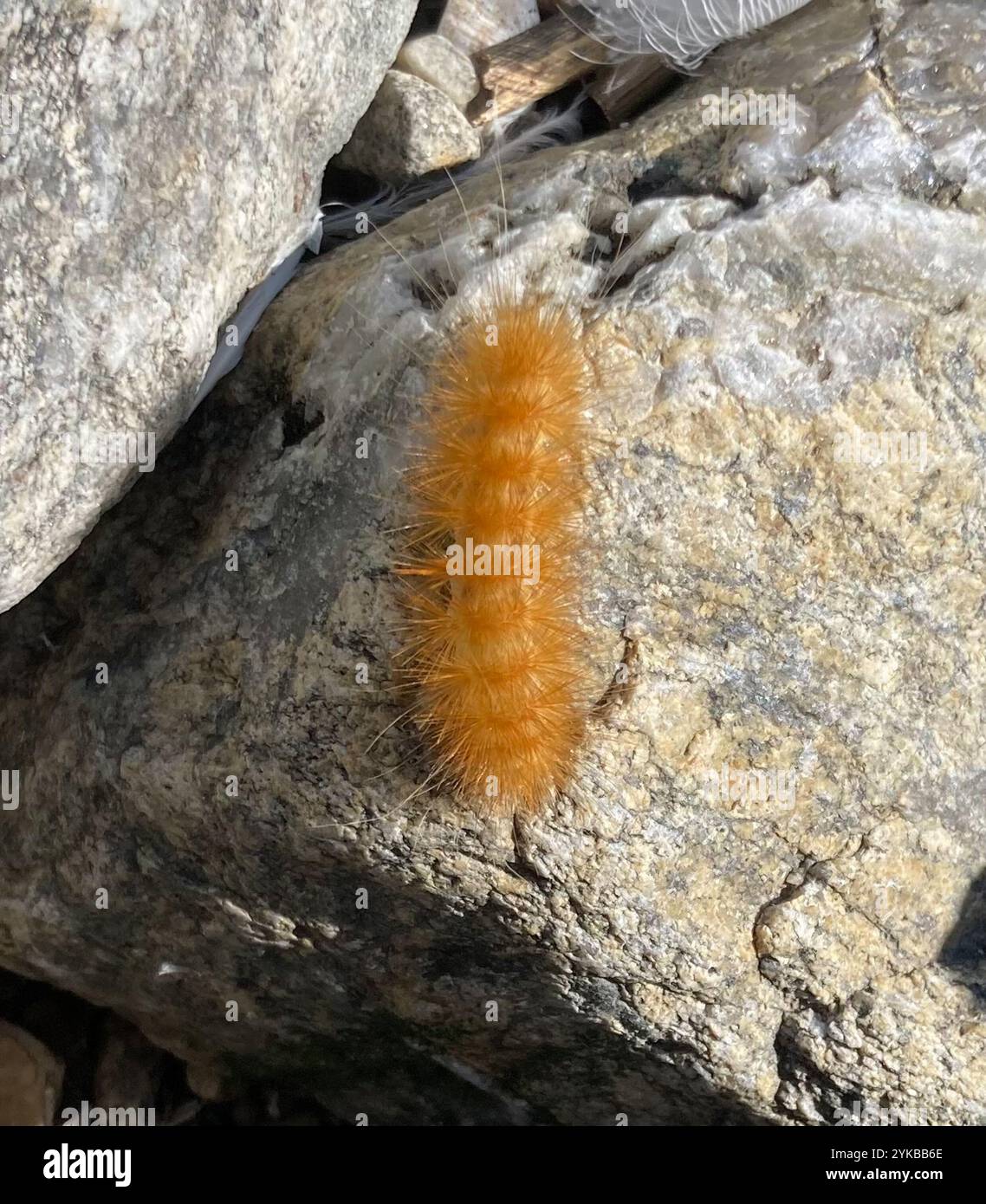Virginian Tiger Moth (Spilosoma virginica Stock Photo - Alamy