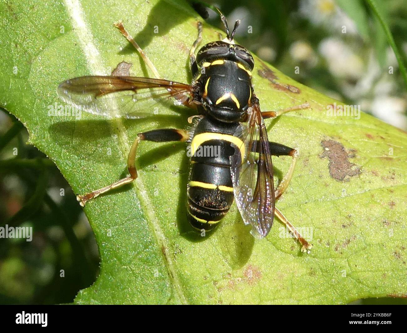 Four-lined Hornet Fly (Spilomyia sayi Stock Photo - Alamy