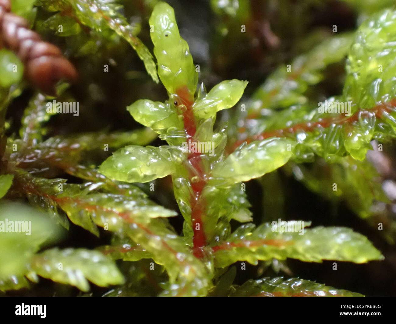 Red-stemmed Feather Moss (Pleurozium schreberi Stock Photo - Alamy