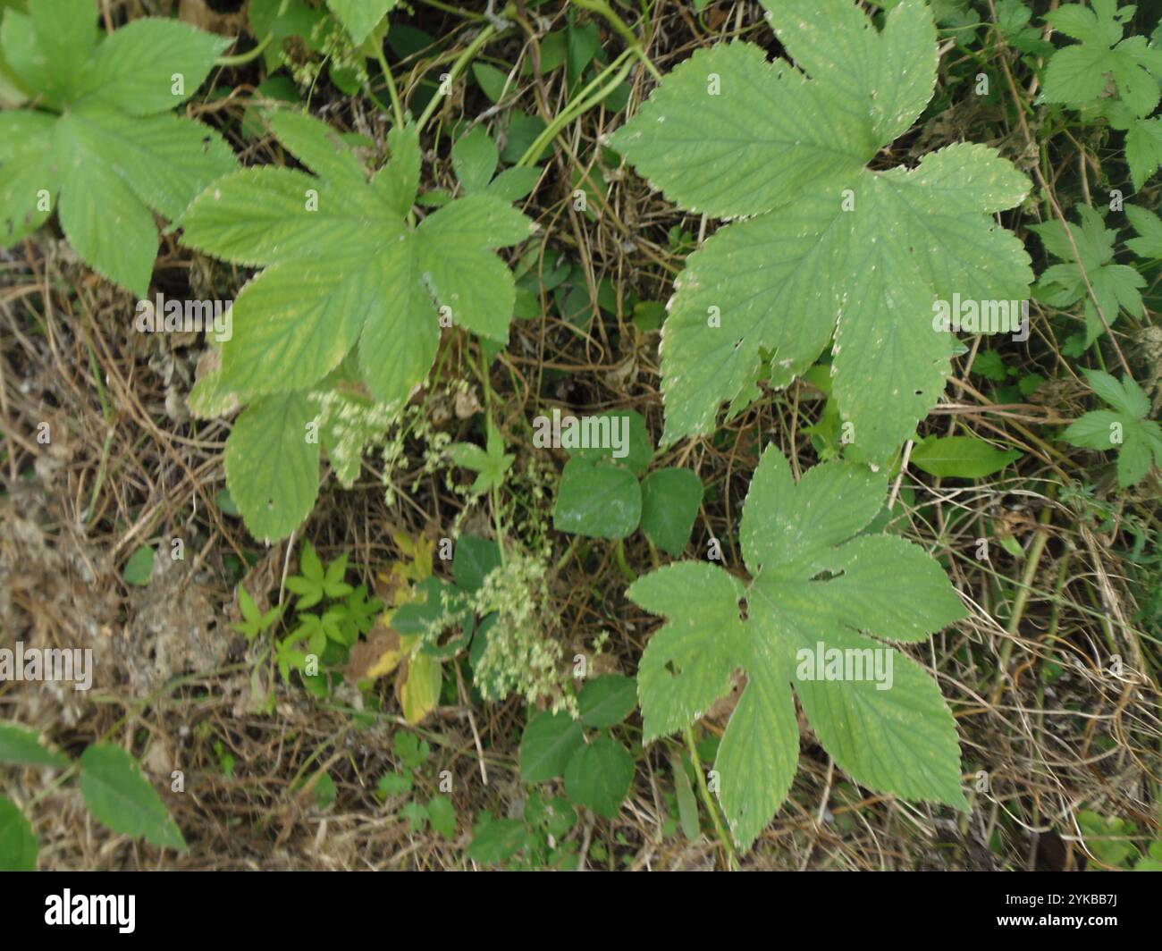 Japanese Hops (Humulus scandens Stock Photo - Alamy