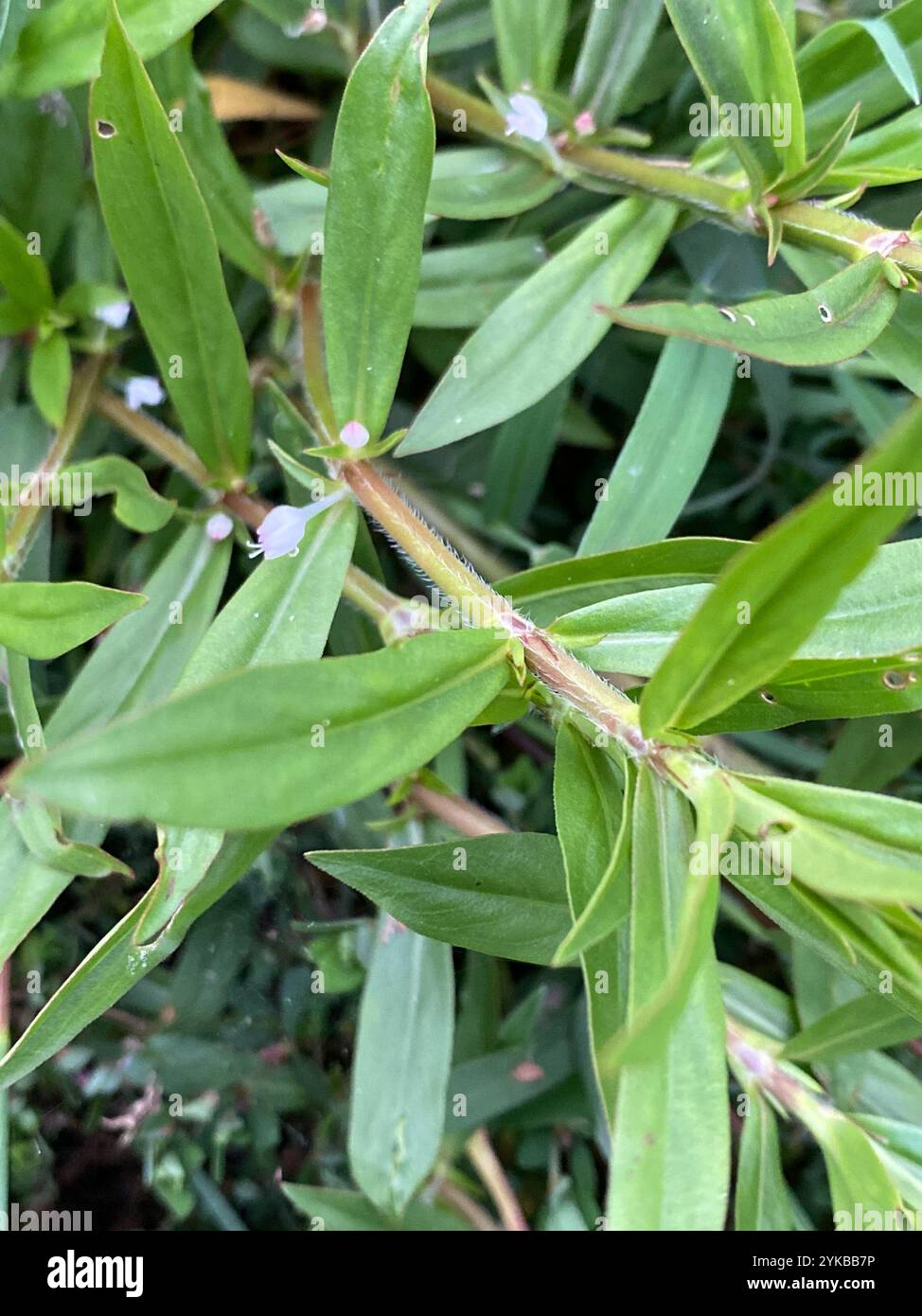 buttonweed (Diodia virginiana Stock Photo - Alamy