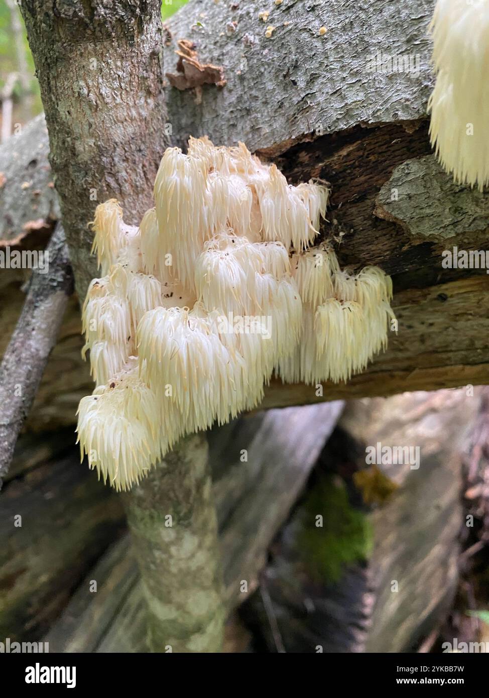 Bear’s head tooth hi-res stock photography and images - Alamy