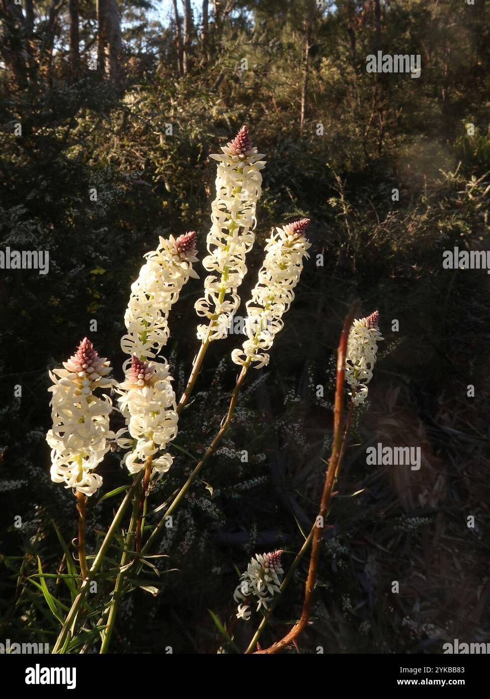 Creamy Candles (Stackhousia monogyna Stock Photo - Alamy