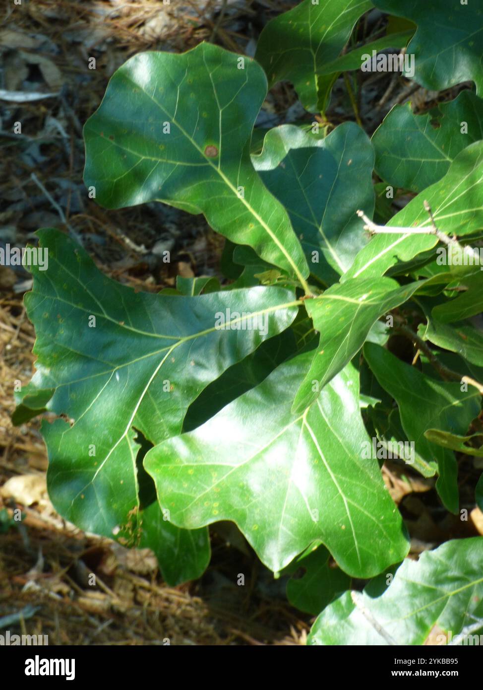 blackjack oak (Quercus marilandica Stock Photo - Alamy