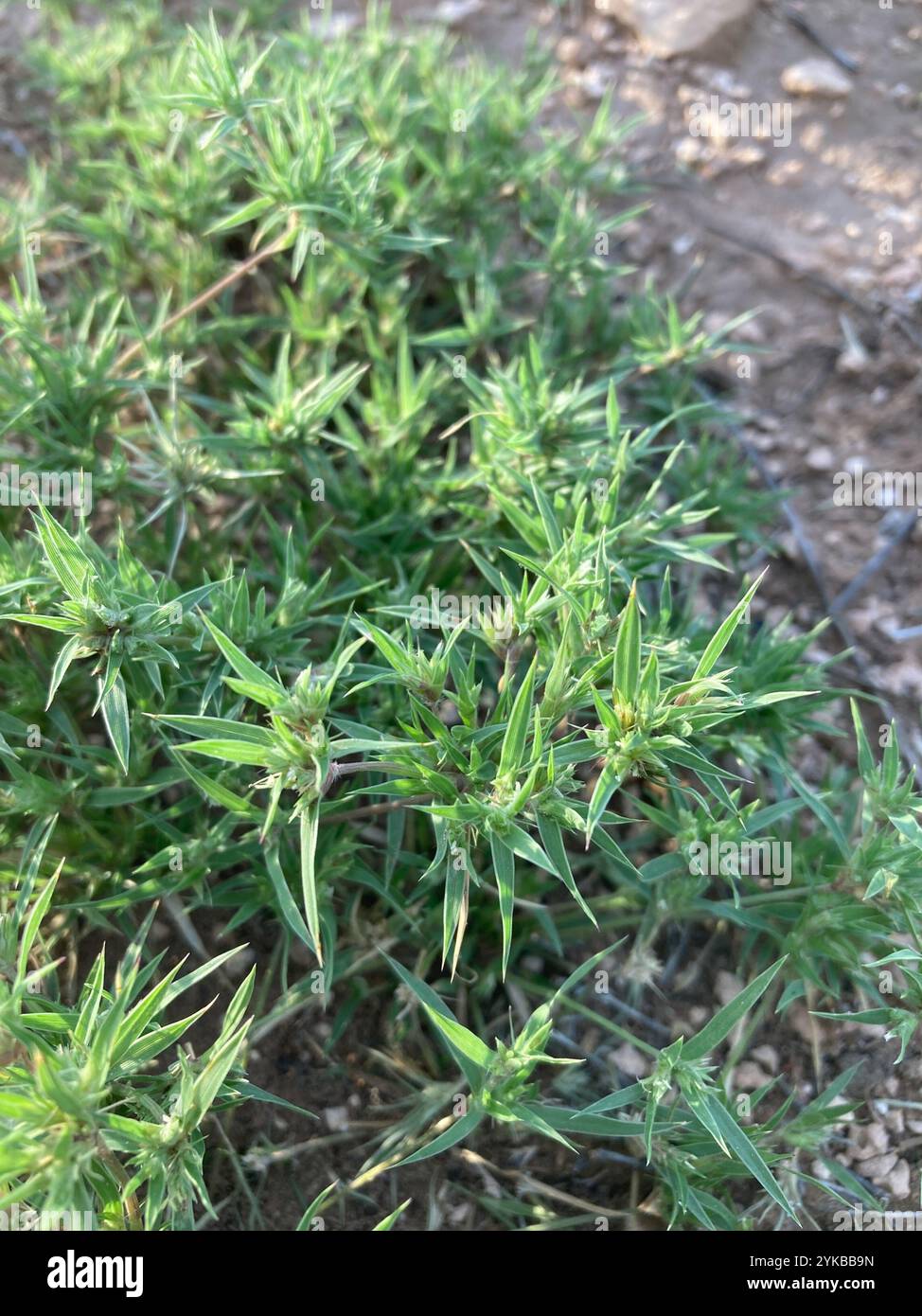 Buffalograss hi-res stock photography and images - Alamy