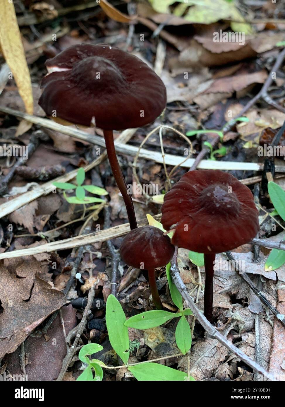 red pinwheel (Marasmius plicatulus Stock Photo - Alamy