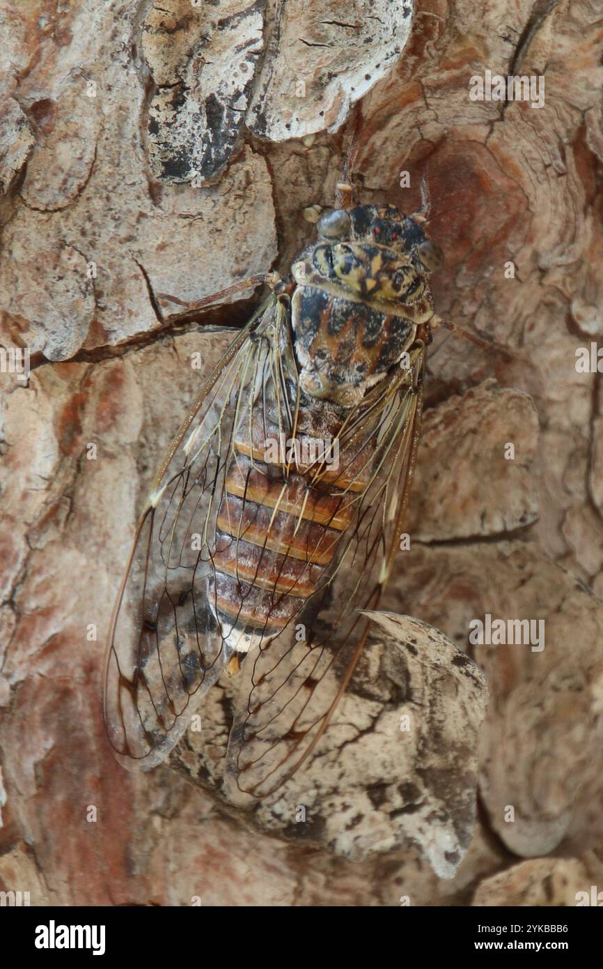 Ash Cicada (Cicada orni Stock Photo - Alamy