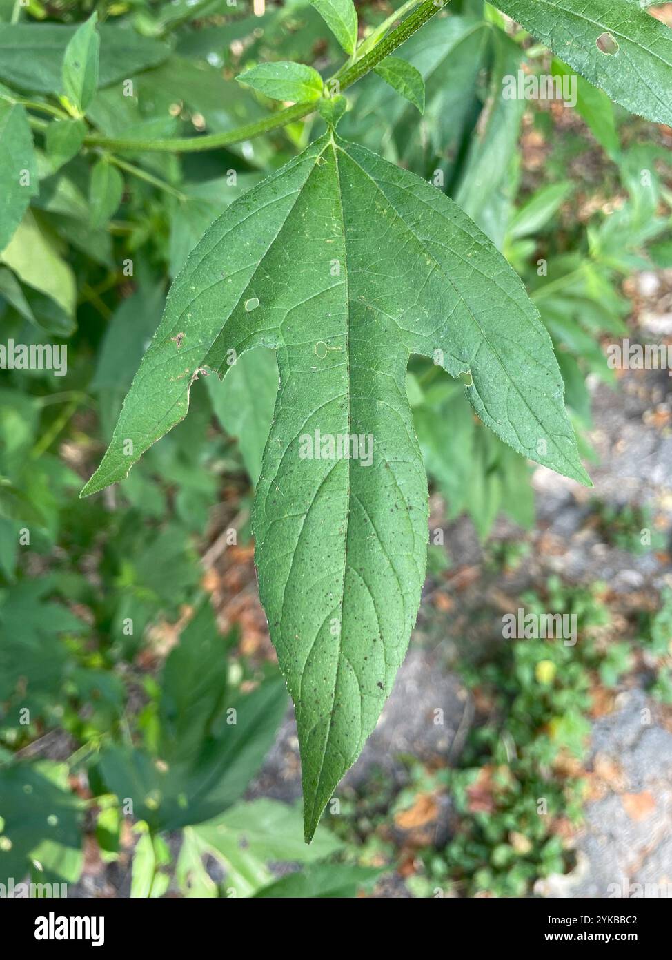 giant ragweed (Ambrosia trifida Stock Photo - Alamy