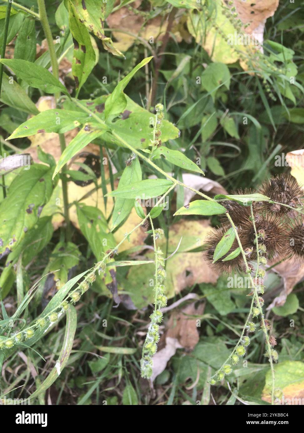 virginia stickseed (Hackelia virginiana Stock Photo - Alamy