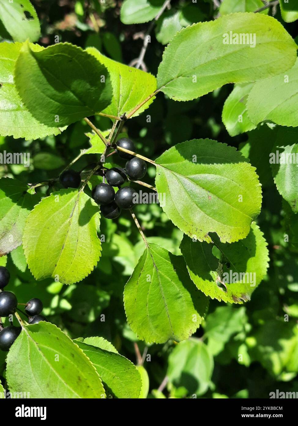 common buckthorn (Rhamnus cathartica Stock Photo - Alamy