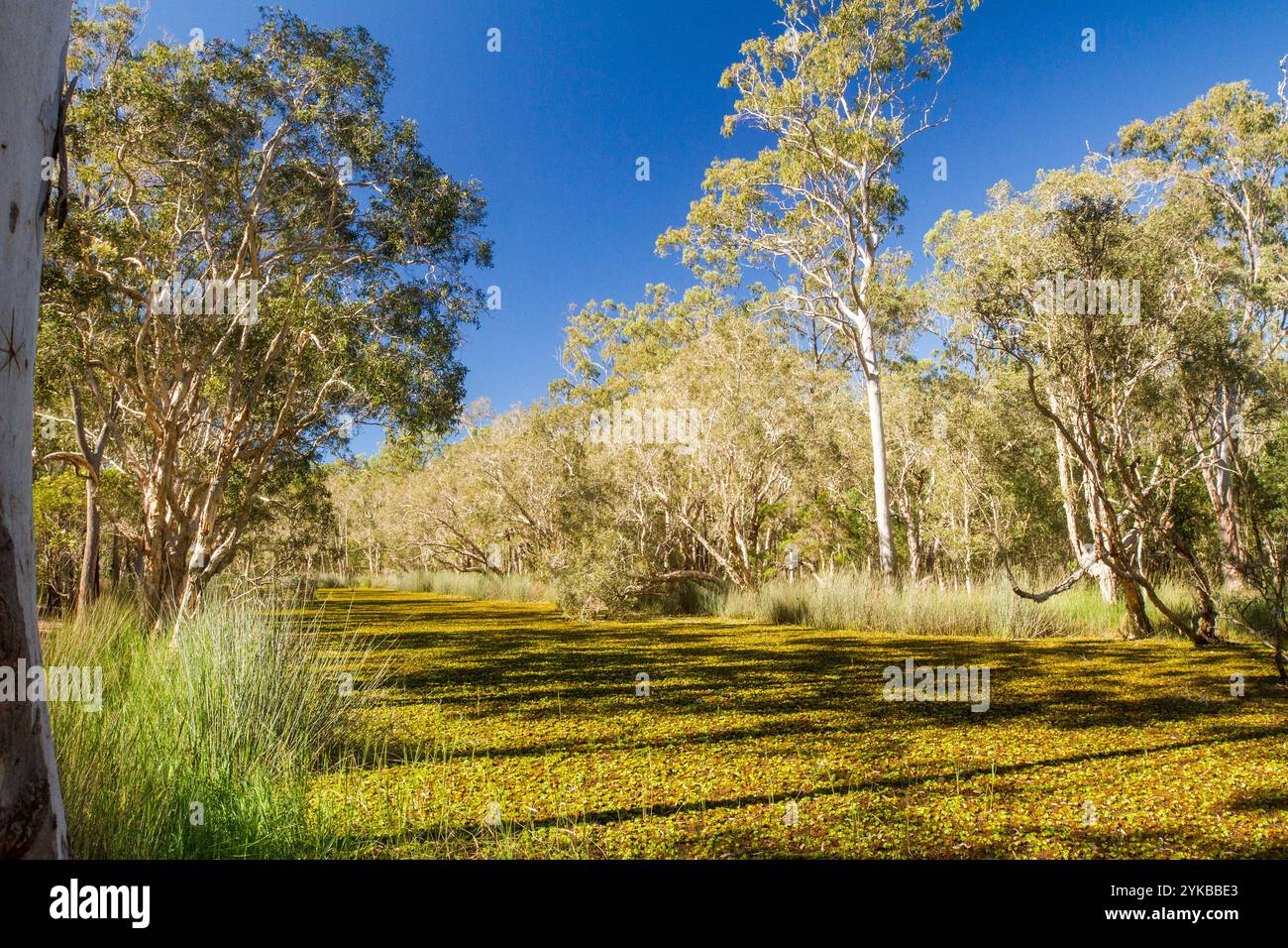 Wongi waterhole choked with salvina Stock Photo - Alamy
