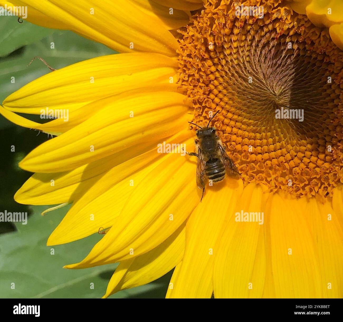Western Leafcutter Bee (Megachile perihirta Stock Photo - Alamy