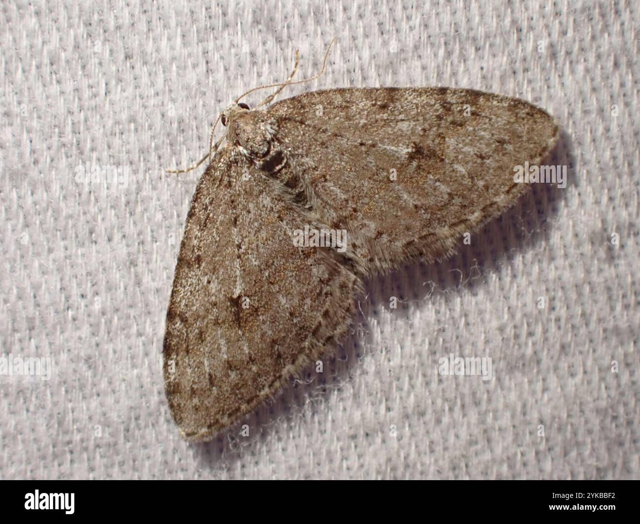Pearsall's Carpet Moth (Venusia pearsalli Stock Photo - Alamy