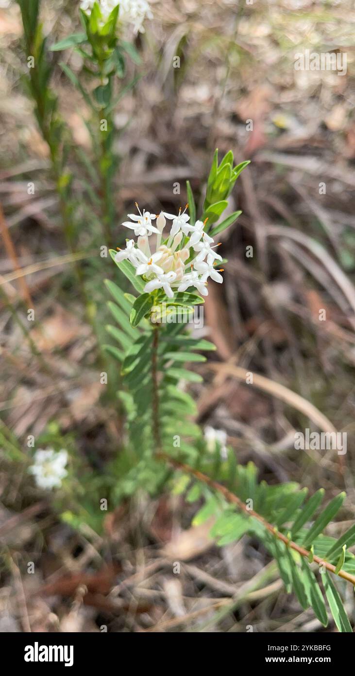 Queen of the Bush (Pimelea linifolia Stock Photo - Alamy