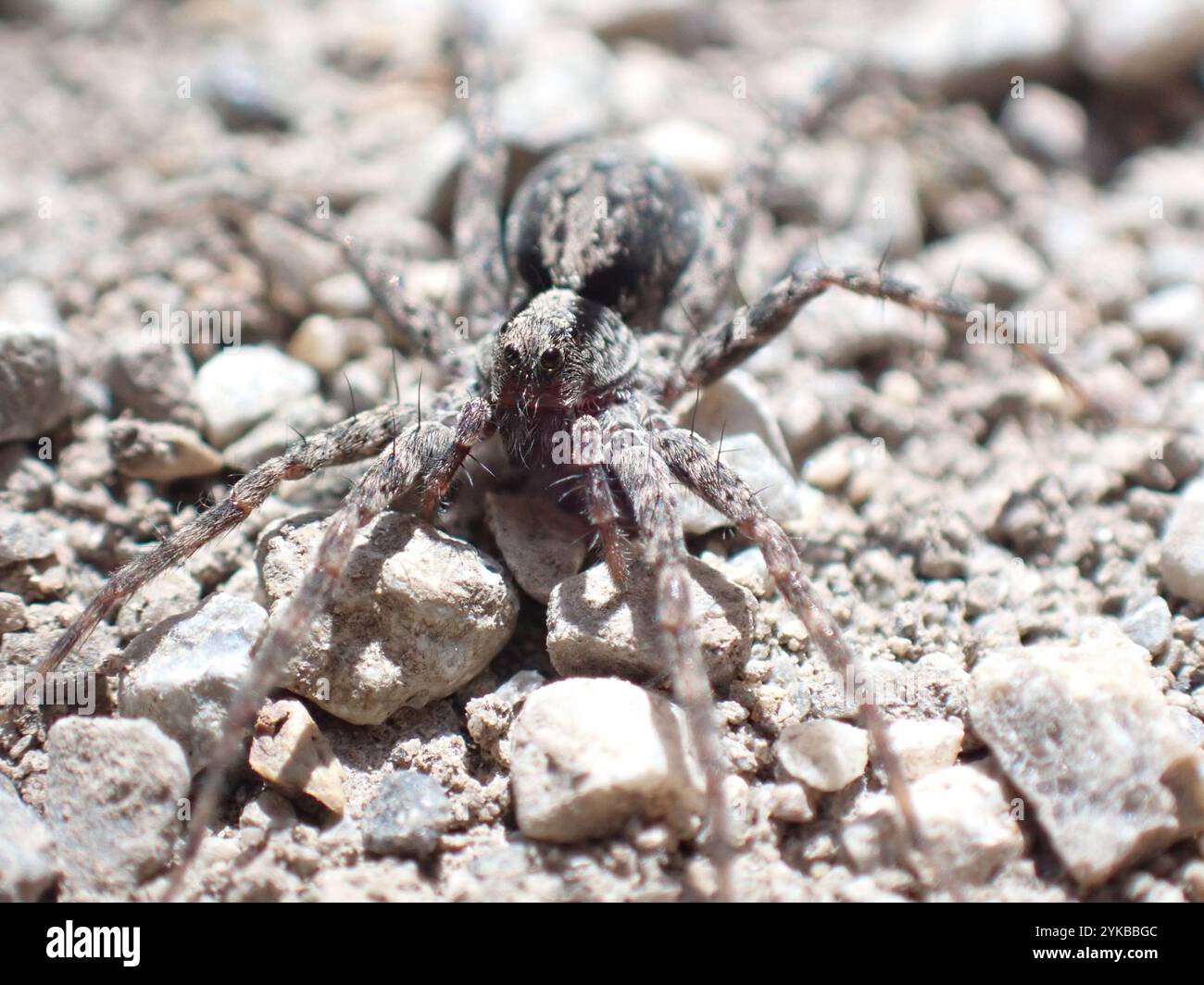 Thin-legged Wolf Spiders (Pardosa Stock Photo - Alamy