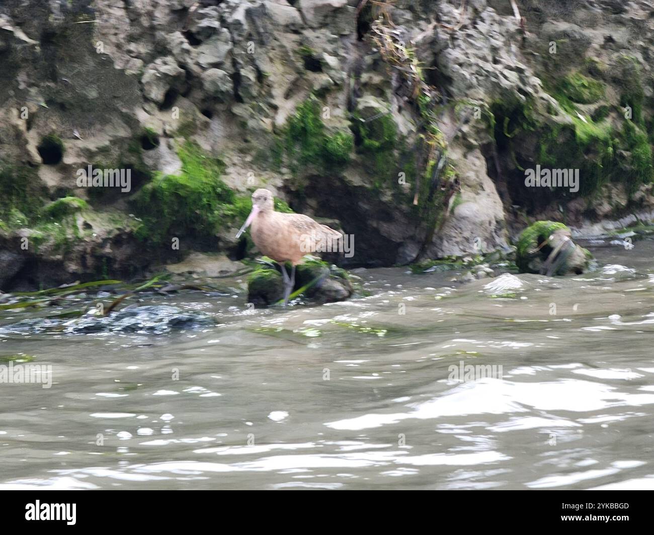 Marbled Godwit (Limosa fedoa Stock Photo - Alamy