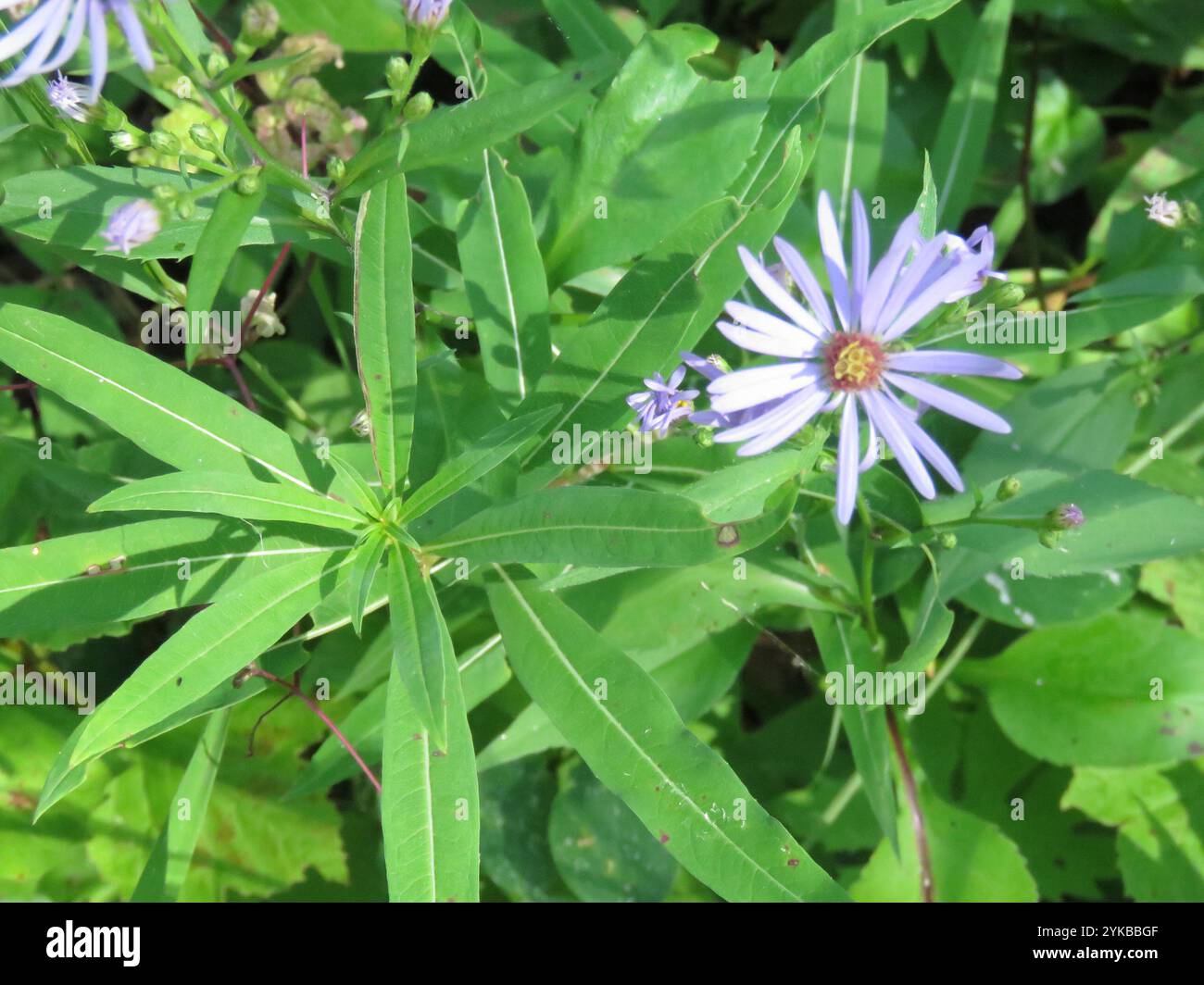 American asters (Symphyotrichum Stock Photo - Alamy
