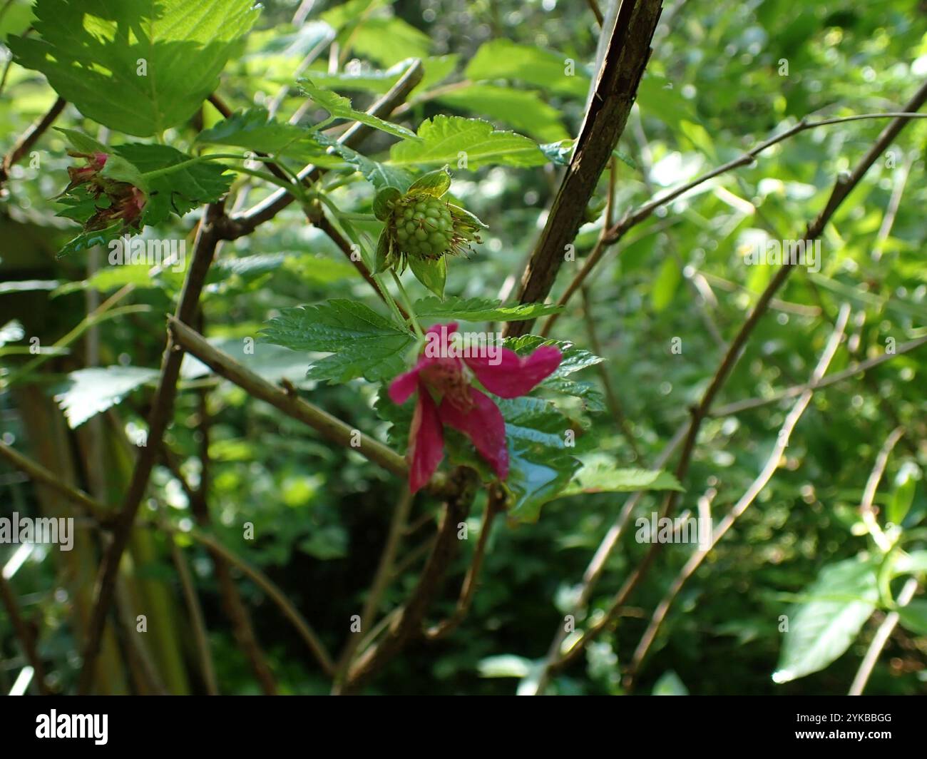 Salmonberry (Rubus spectabilis Stock Photo - Alamy