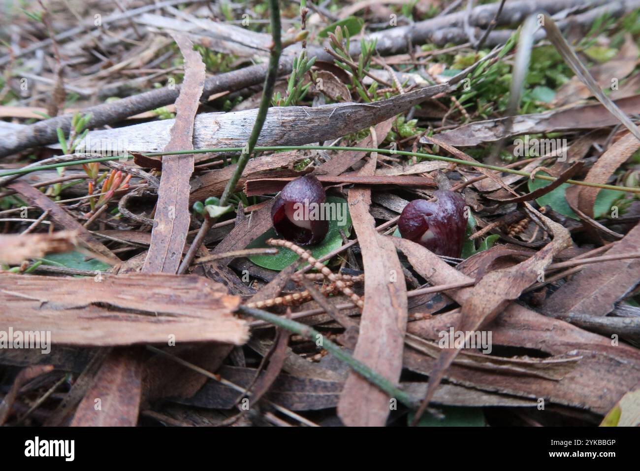 slaty helmet-orchid (Corybas incurvus Stock Photo - Alamy